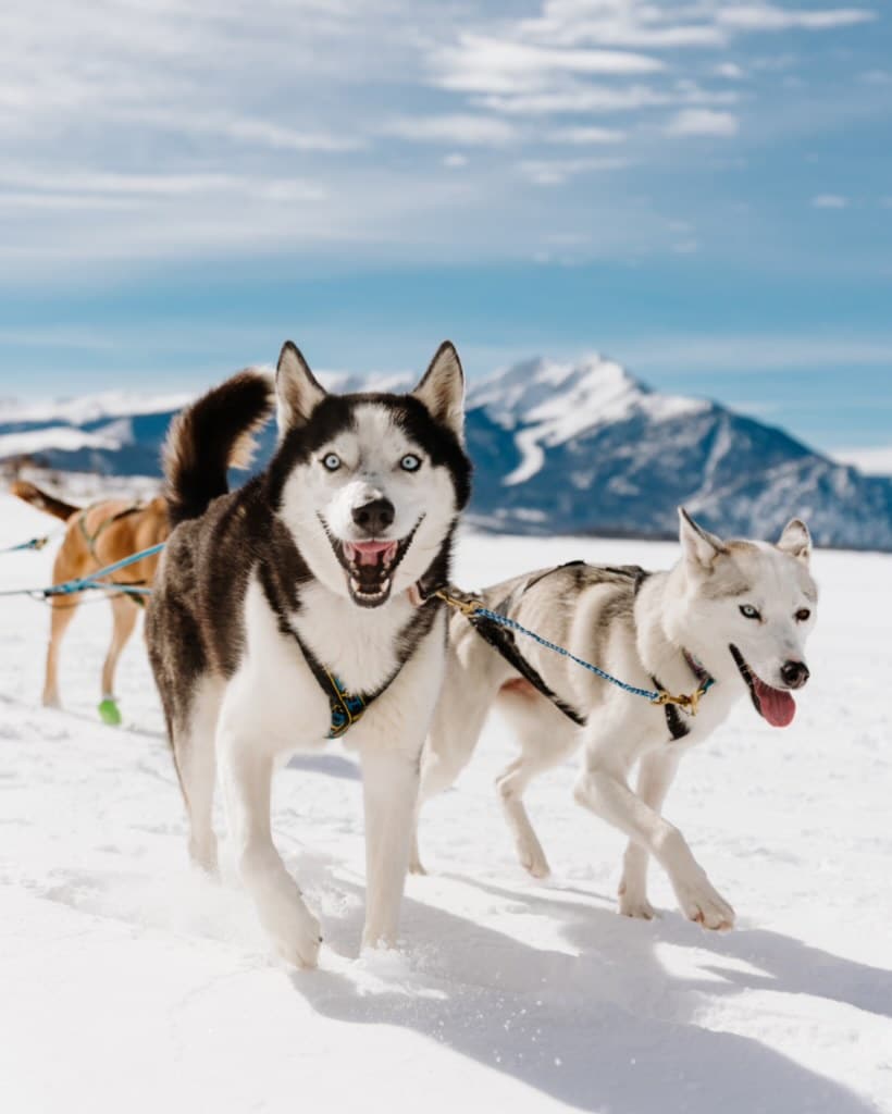 Dog sled racing to return to Dillon Reservoir after almost 20-year ...